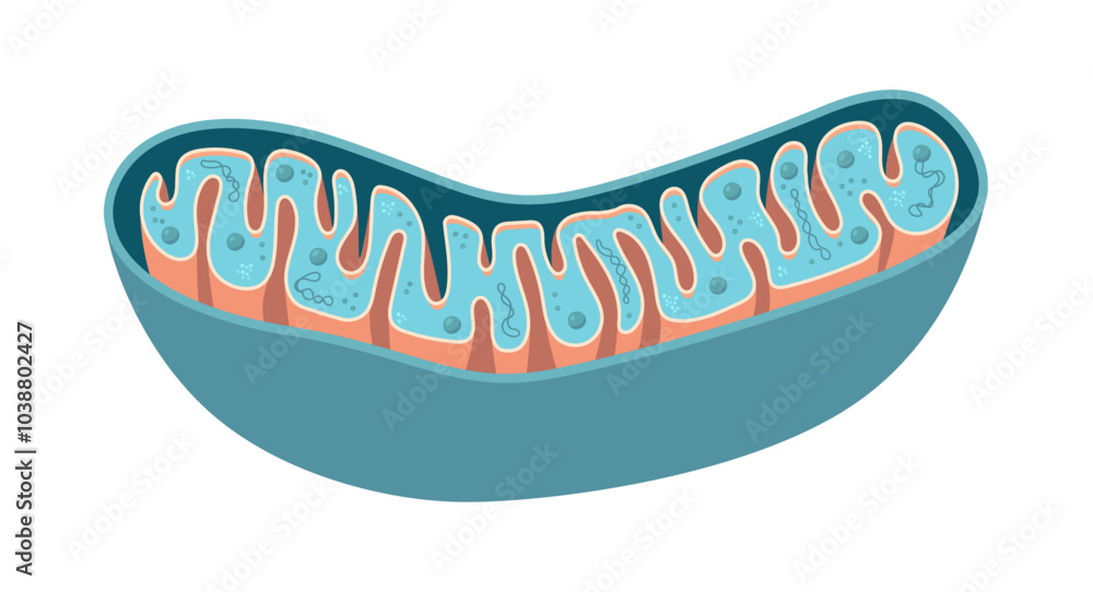 Vector diagram of Mitochondria. Cross-section view. Medical ...