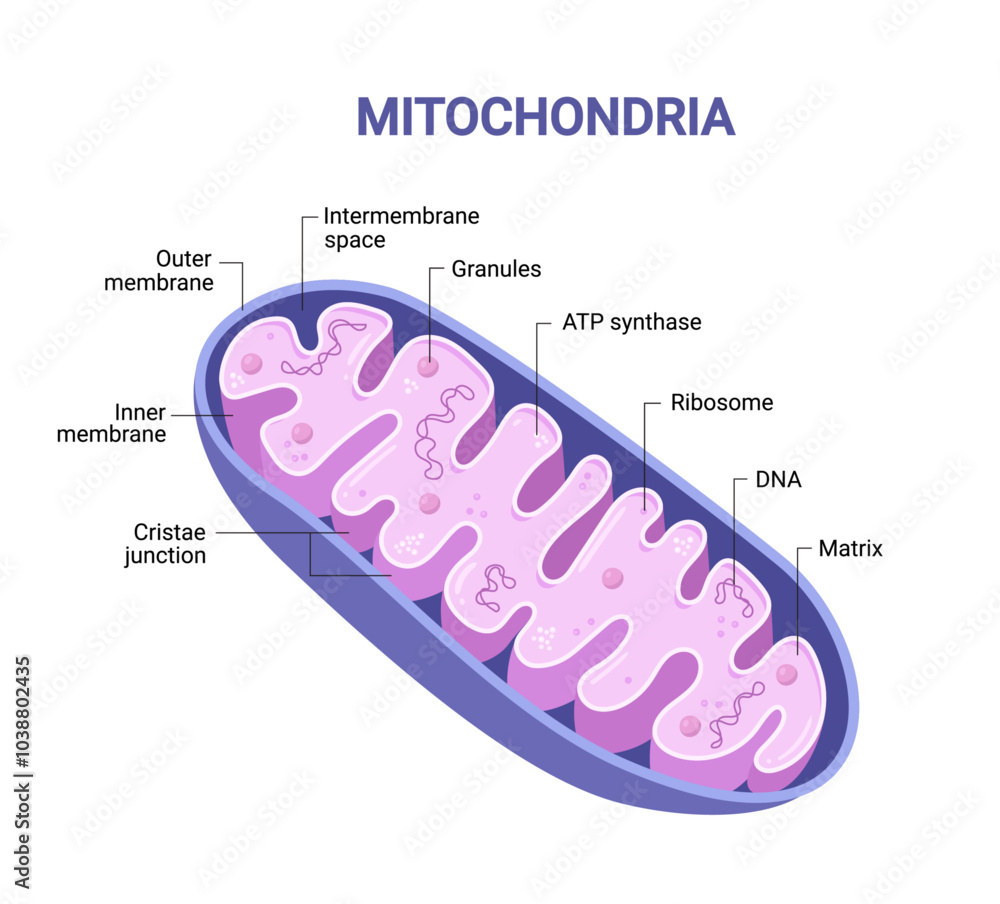 Vector diagram of Mitochondria. Cross-section view. Medical ...