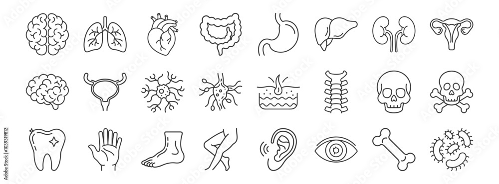 Human organs line icon set. Vector pictograms of heart, lungs, liver ...