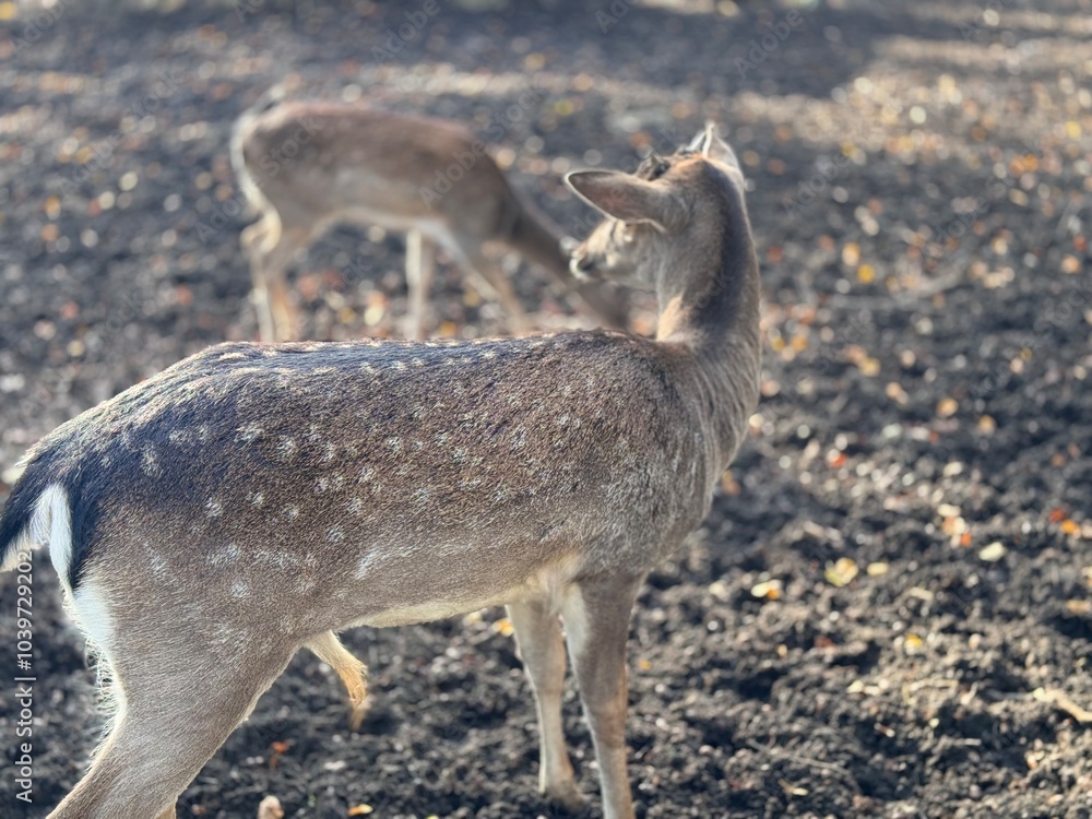 This playful image captures the young roe deer in mid-leap ...