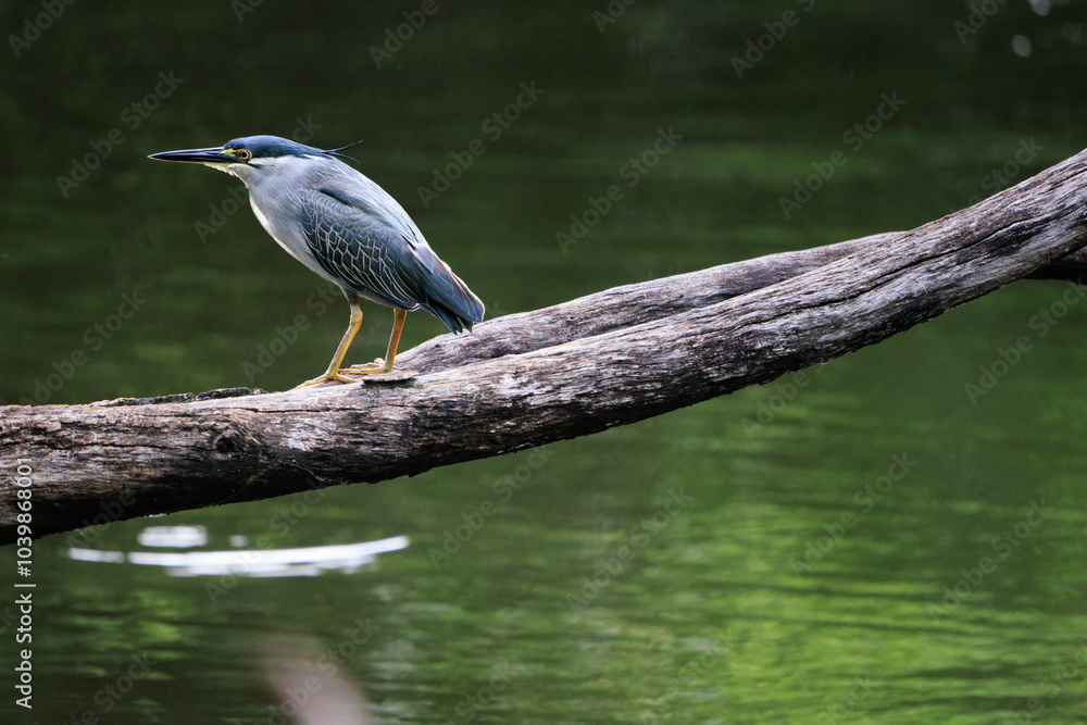 Striated Heron, Butorides striata, Green-backed heron perching on tree ...