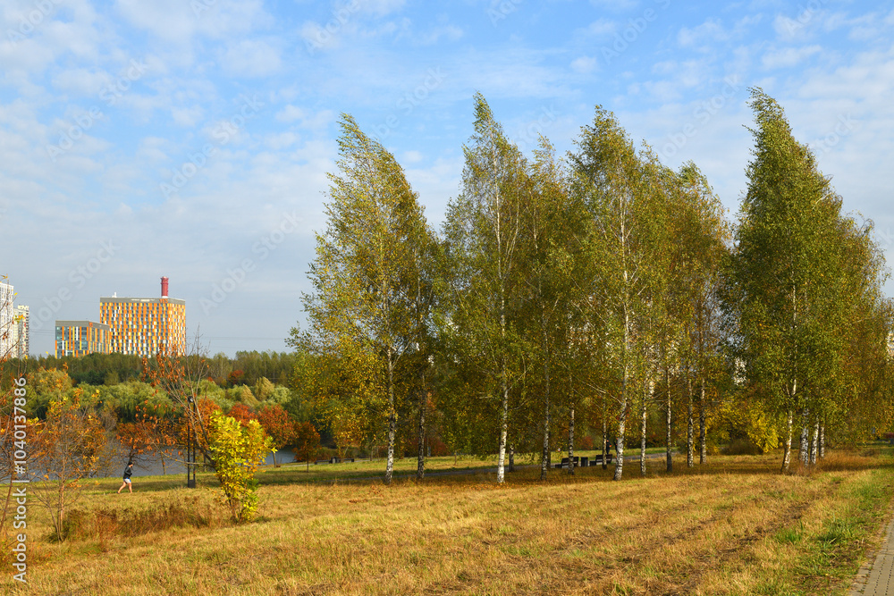 Autumn landscape. Birches in Landscape Park against background of ...