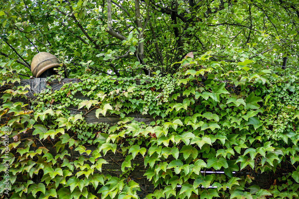 ceramic pot on the wall, wild grapes spit green, red leaves, plants ...