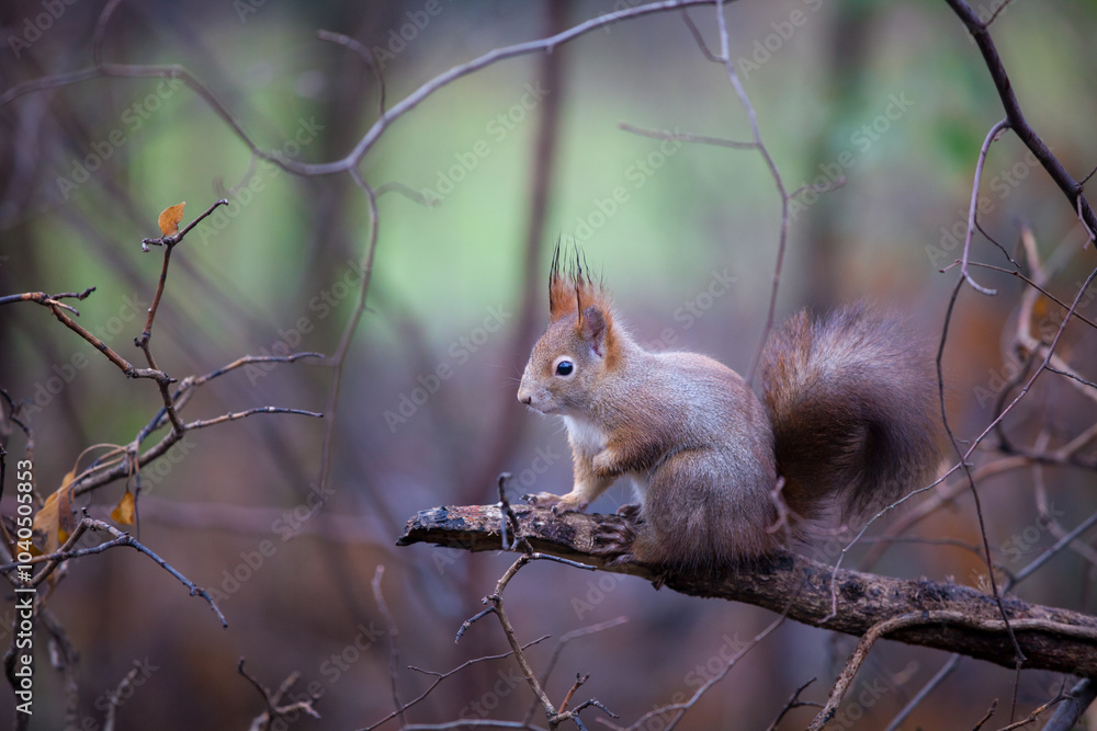 Red Squirrel (Sciurus vulgaris), a bold mammal of the Rodentia order ...