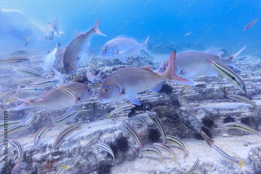 Sea creatures that live in Mutsu Bay: red sea bream, Fat greenling ...