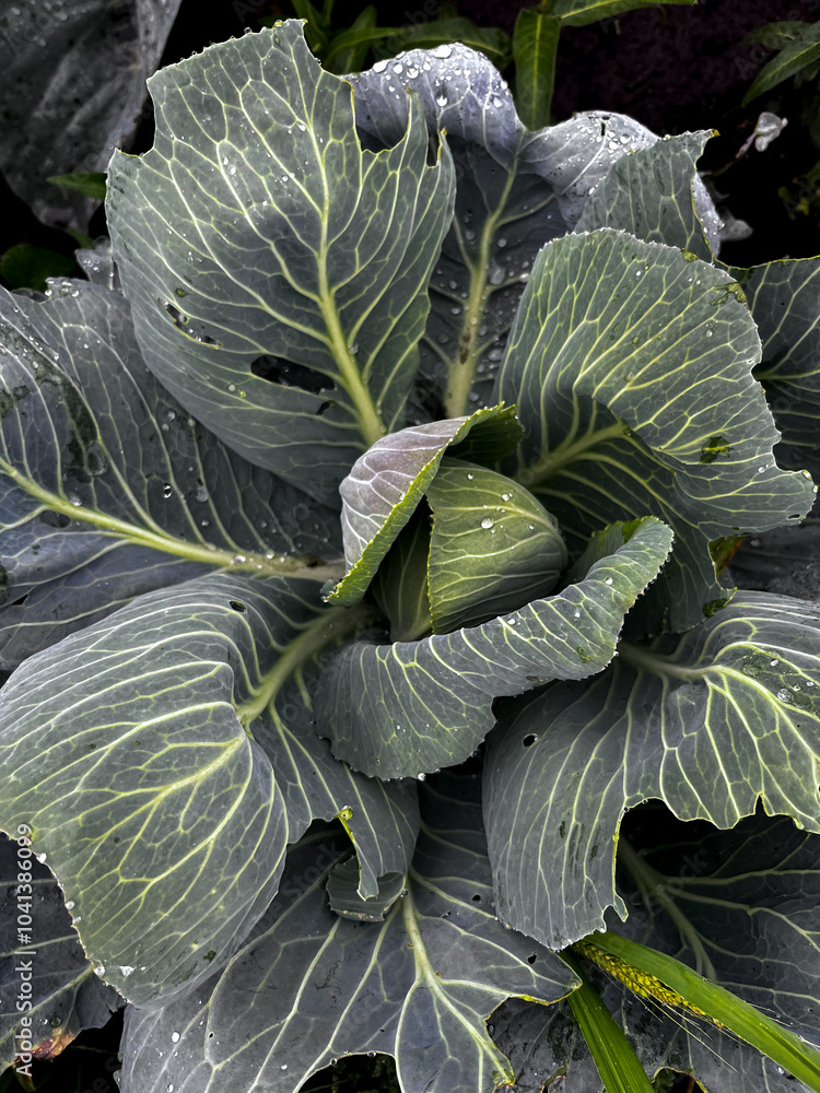 Cabbage germination. Young cabbage leaves close-up. Morning dew on a ...