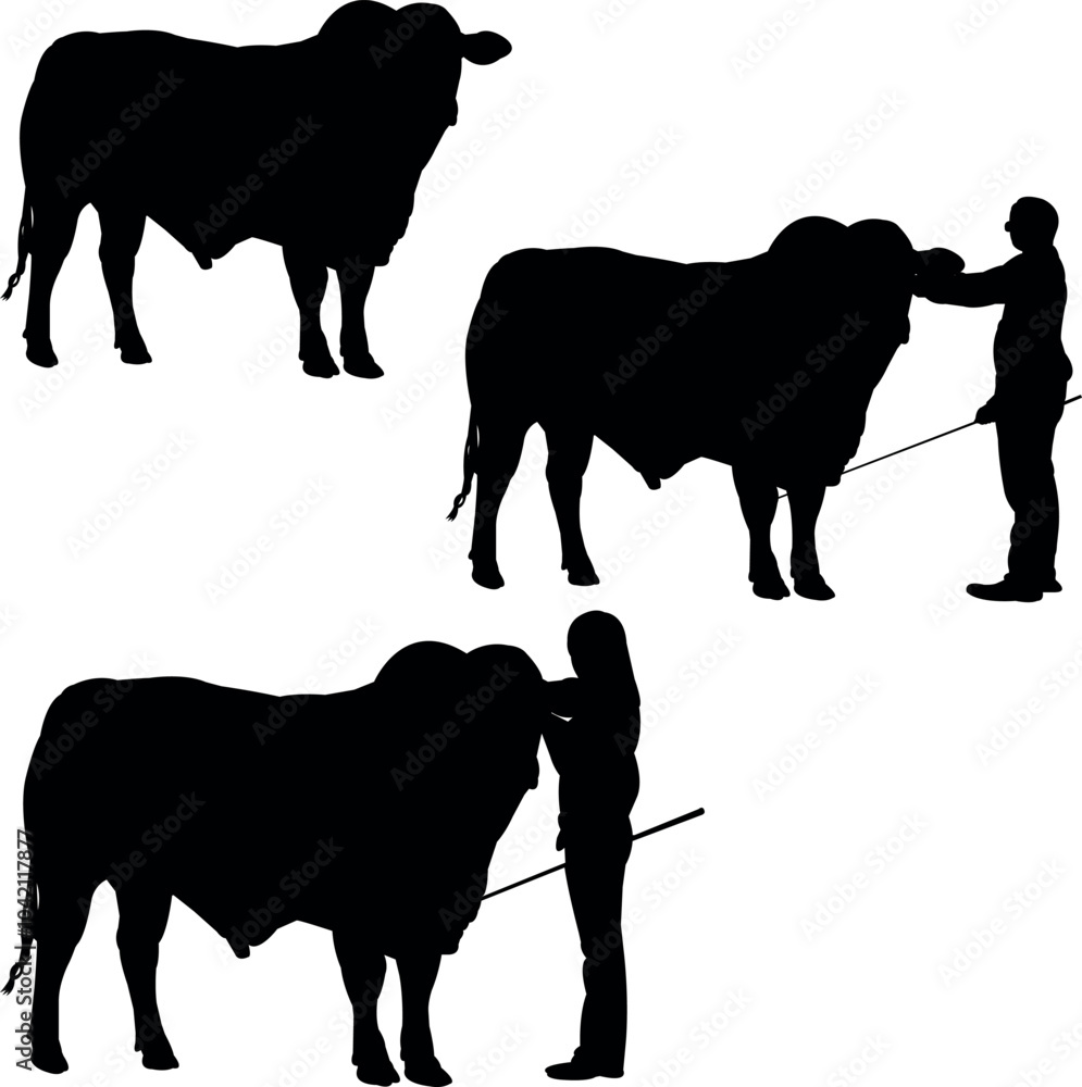 Beefmaster Cow Show Vector, Livestock Judging Vector, Farm Girl Boy ...