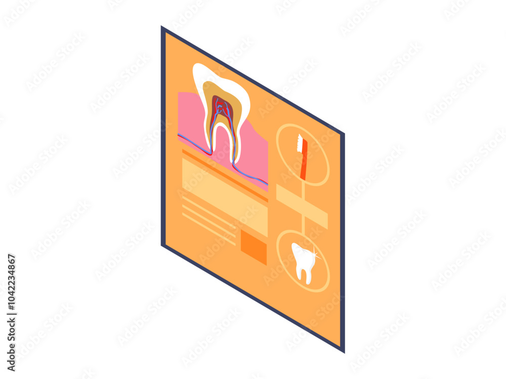 Isometric view of educational dental anatomy poster with tooth cross ...