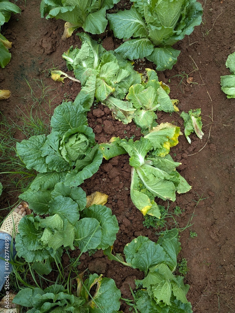 Infected cabbage plants, chinese cabbage garden in Don Duong Lam Dong ...