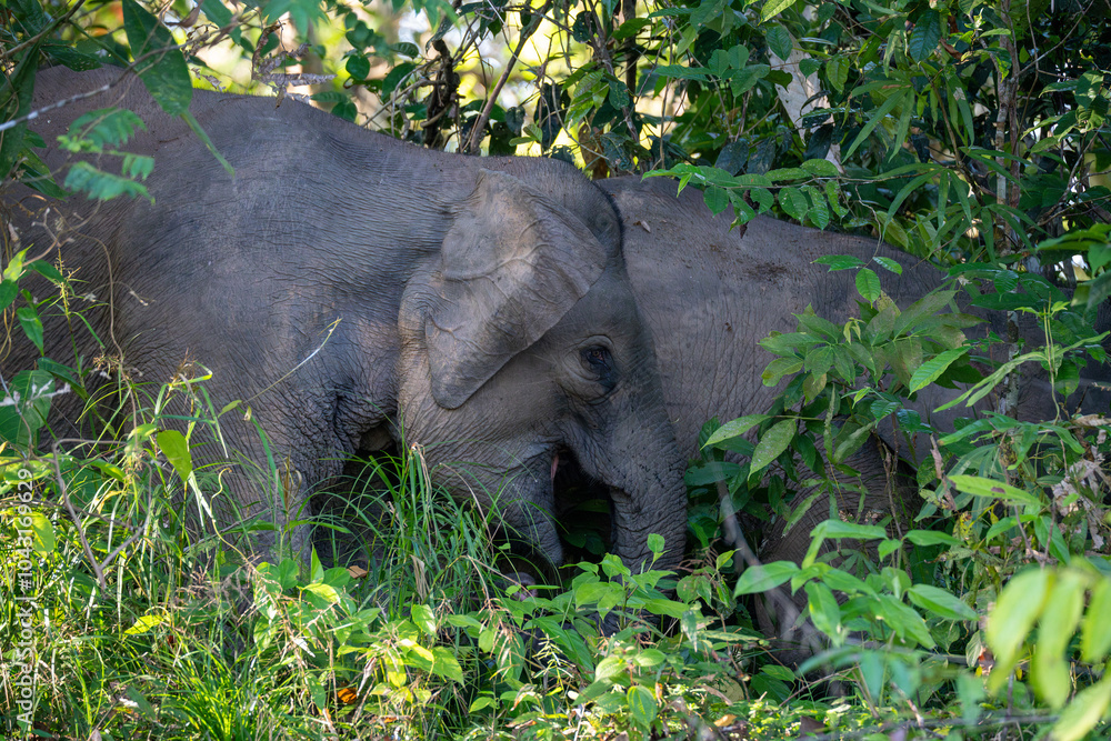 Borneo Pygmy Elephants (Elephas Maximus Borneensis, Bornean Elephant ...