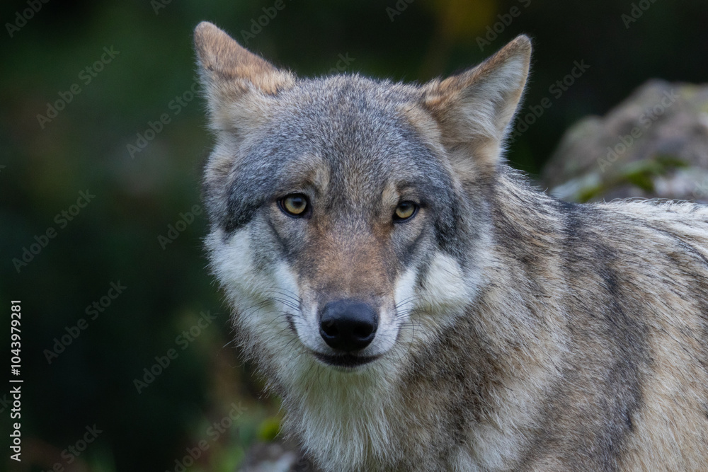 Wiley, witty, and wild, The Wolf. Adult male Gray Wolf (Canis lupus ...