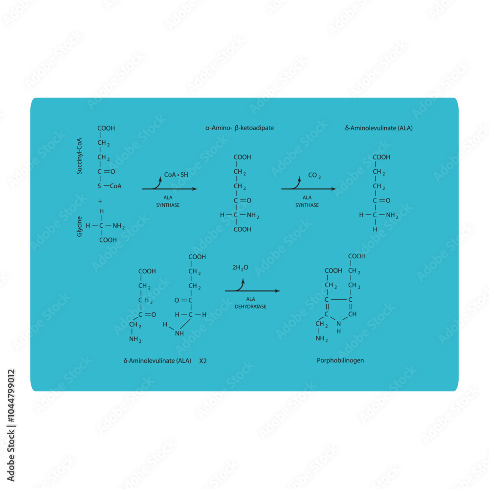 Diagram showing synthesis of porphobilinogen through ALA synthase ... Diagram showing synthesis of porphobilinogen through ALA synthase ...