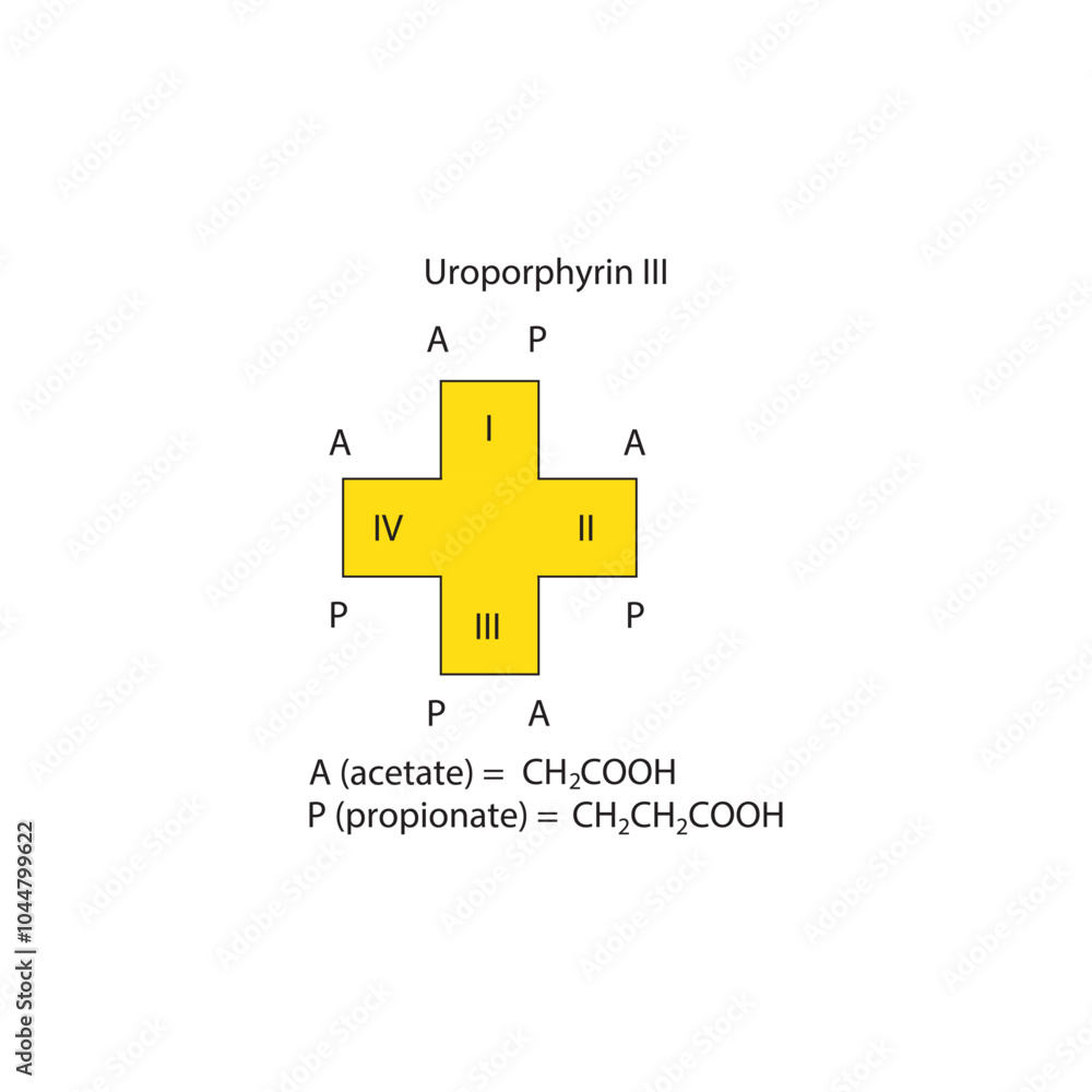 Diagram of Uroporphyrin III molecule chemical molecular structure ...
