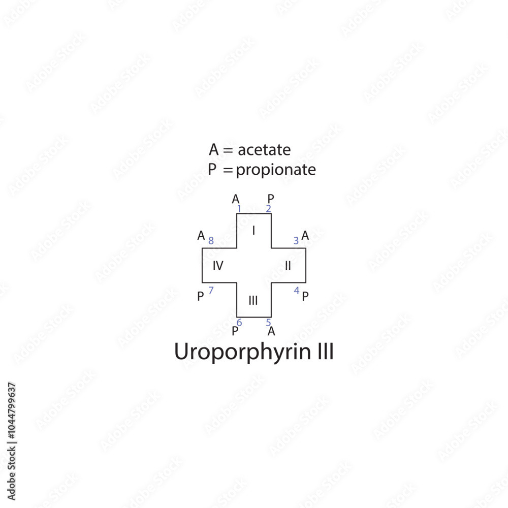 Diagram of Uroporphyrin III molecule chemical molecular structure ...