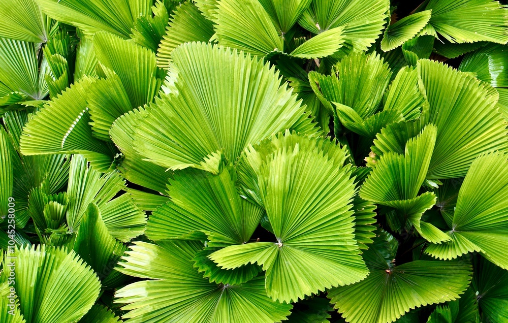 Green licuala grandis palm leaves isolated on horizontal ratio full ...