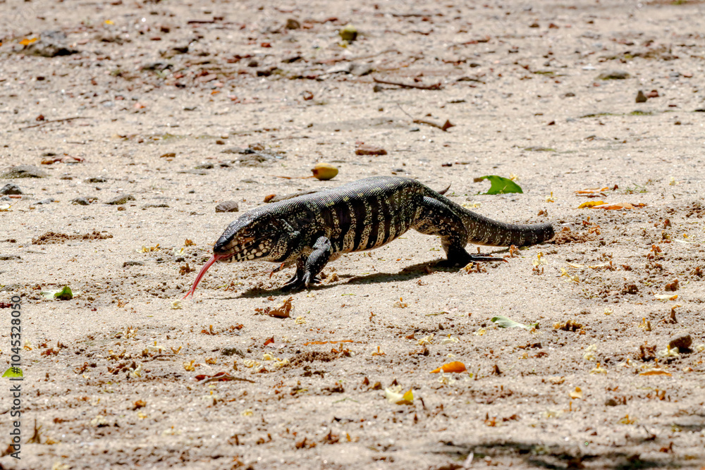 Rio de Janeiro, RJ, Brazil, 10/22/2024 - Black and white tegu, teiu ...
