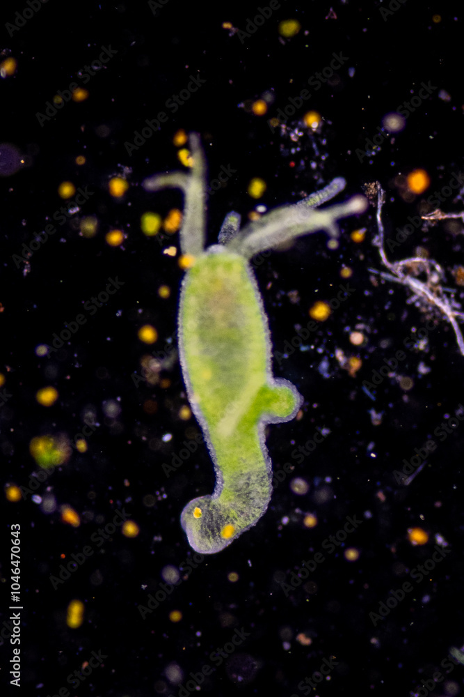 Hydra is a genus of small, fresh-water animals of the phylum Cnidaria ...