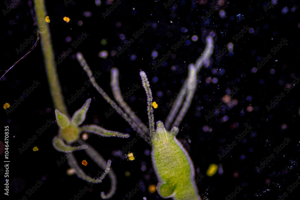 Hydra is a genus of small, fresh-water animals of the phylum Cnidaria ...