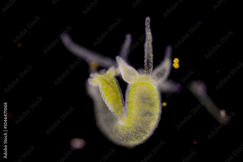 Hydra is a genus of small, fresh-water animals of the phylum Cnidaria ...