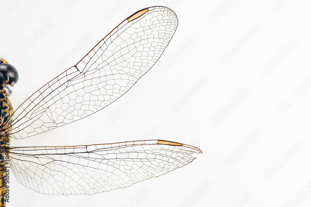 Structural characteristics and components of dragonflies in Thailand ...