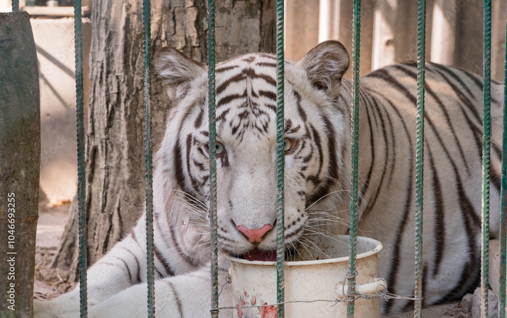 Captive White Tiger Behind Bars in Enclosure Stock Photo | Adobe Stock