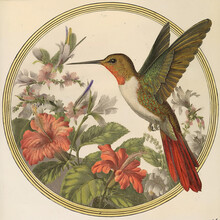 Birds Hummingbirds Vintage Old Free Stock Photo - Public Domain Pictures