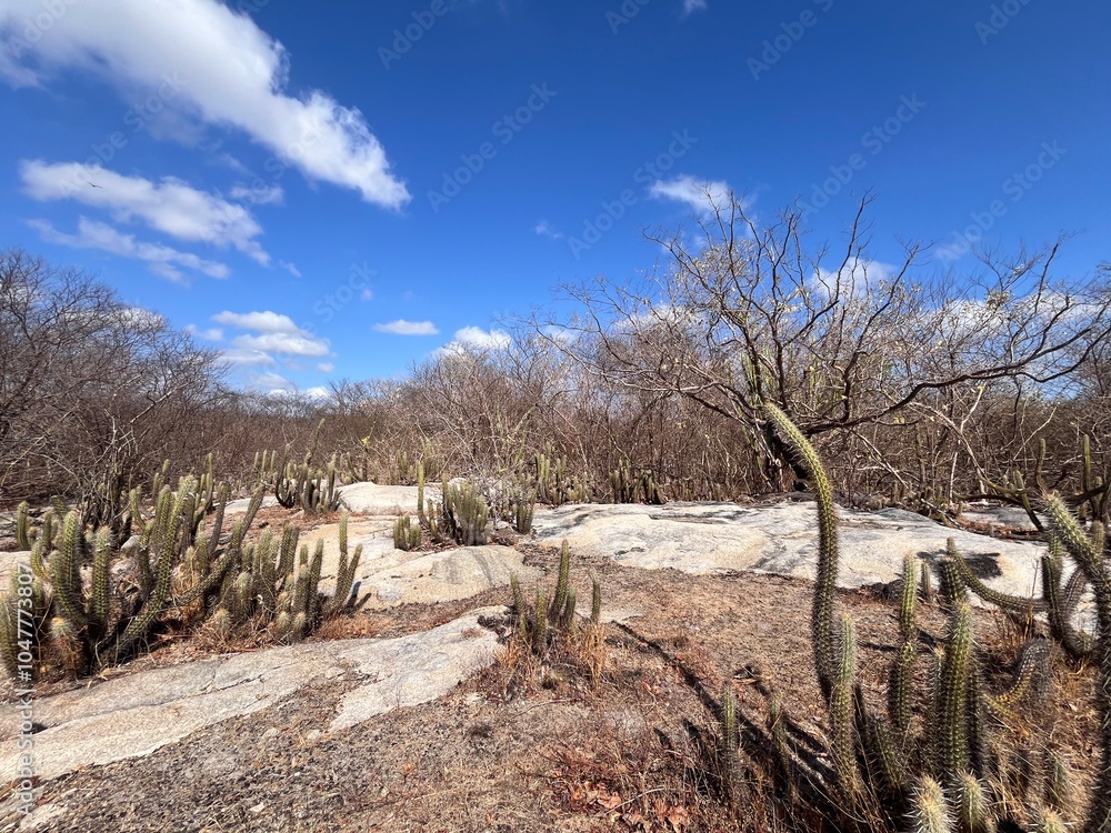 Foto de Stock caatinga, paisagens da caatinga, caatinga nordestina ...