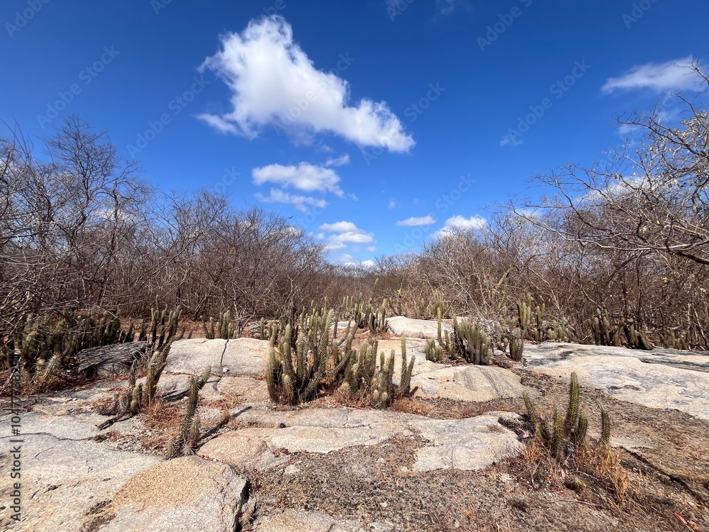 Foto de Stock caatinga, paisagens da caatinga, caatinga nordestina ...