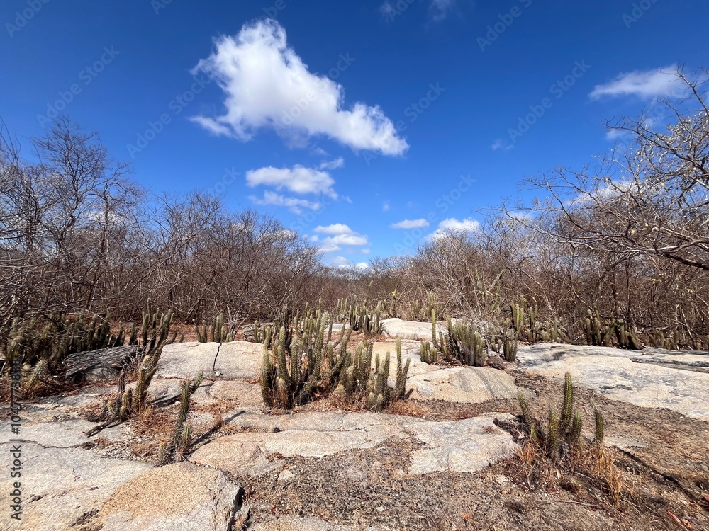 caatinga, paisagens da caatinga, caatinga nordestina, sertão nordestino, nordeste brasileiro ...