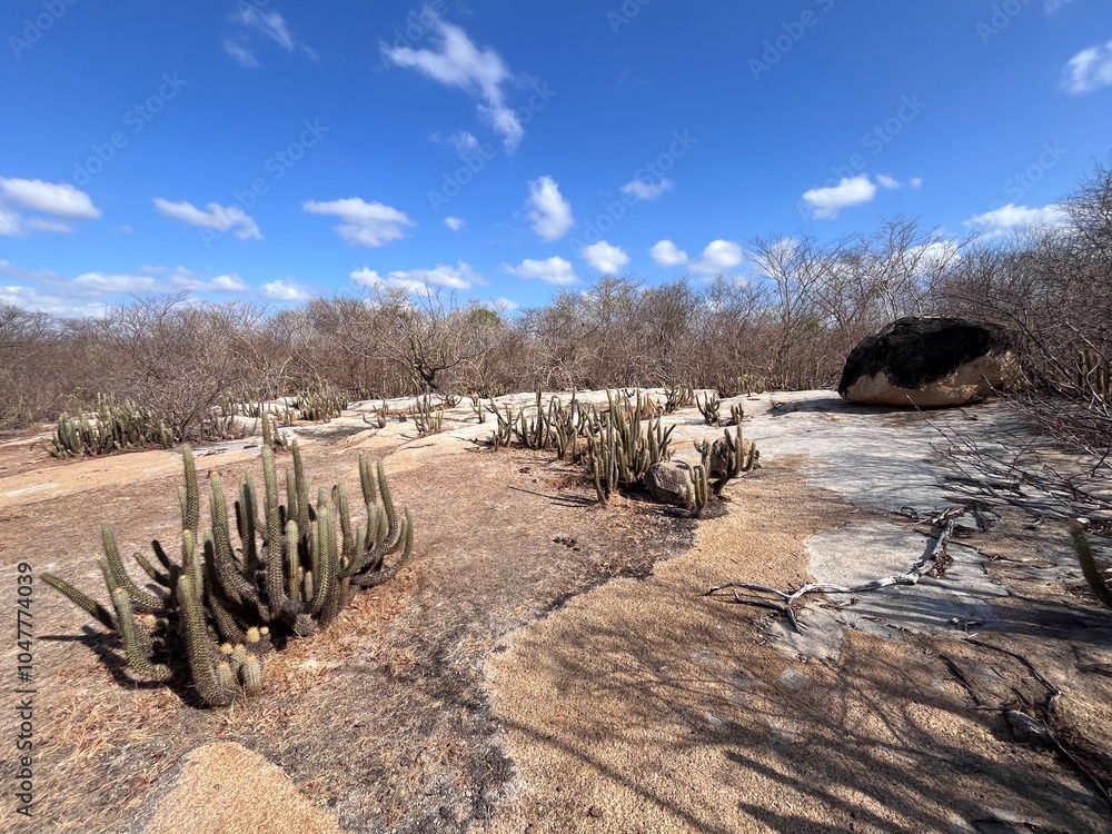 caatinga, paisagens da caatinga, caatinga nordestina, sertão nordestino, nordeste brasileiro ...