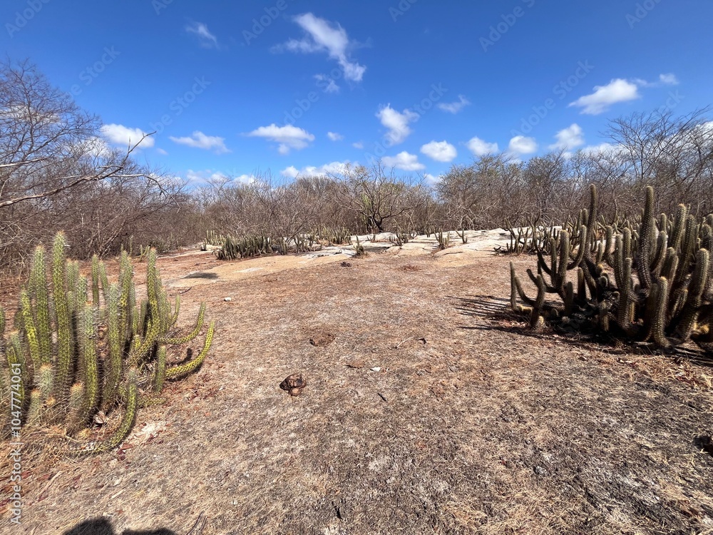 caatinga, paisagens da caatinga, caatinga nordestina, sertão nordestino ...