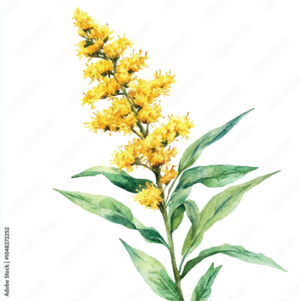 goldenrod flower watercolor clipart illustration Stock Vector | Adobe Stock