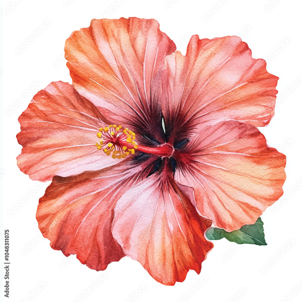 Hibiscus flower watercolor clipart illustration Stock Vector | Adobe Stock
