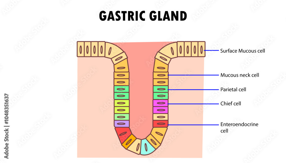 Cells of the gastric gland labeled diagram Stock Vector | Adobe Stock