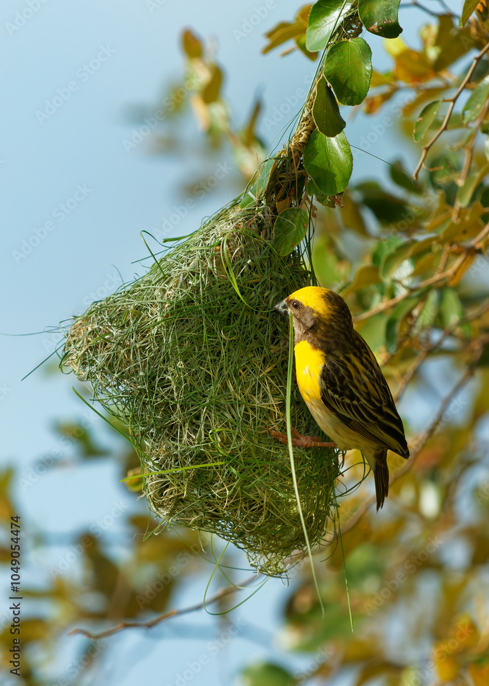 Baya weaver Ploceus philippinus yellow bird found across the Indian Subcontinent and Southeast ...