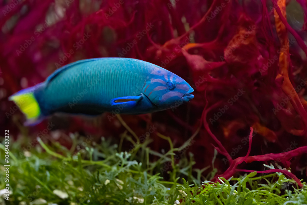 The moon wrasse, Thalassoma lunare, coral reefs at depths from 1 to 20 ...