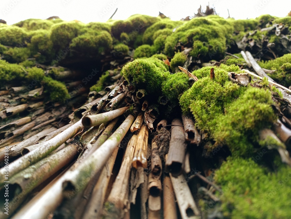 The old reed roof is covered with a thick layer of green moss. Natural ...