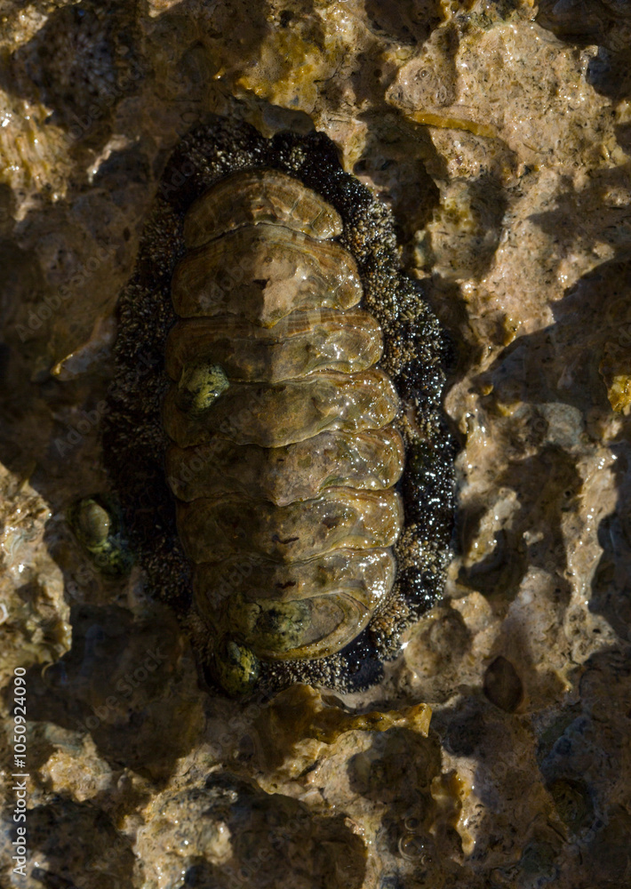 Acanthopleura haddoni, tropical species of chiton. The fauna of the Red ...