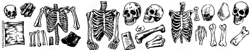Skeletal bones and joints isolated on white background. Modern hand ...