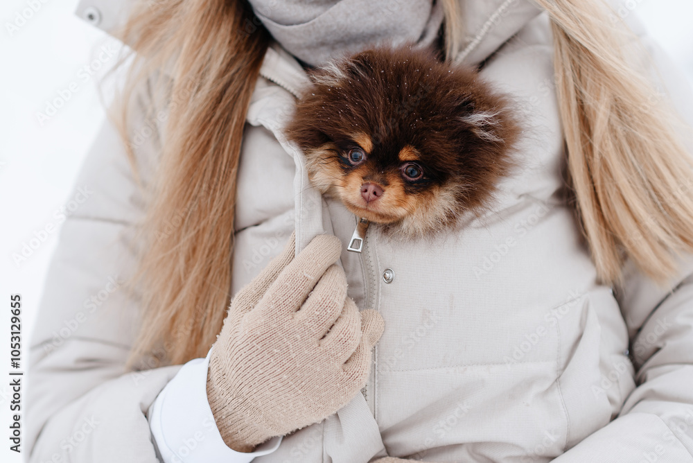 cute miniature brown pomeranian spitz sitting in bosom under jacket of ...