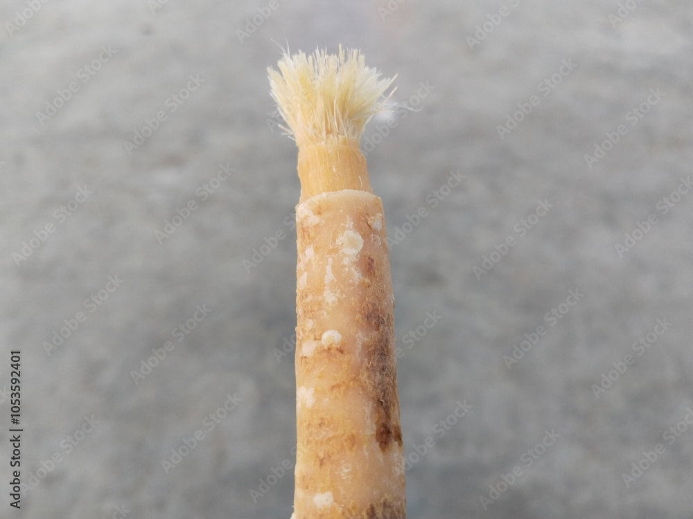 The miswak, miswaak, siwak, sewak, Arabic is a teeth cleaning twig made ...