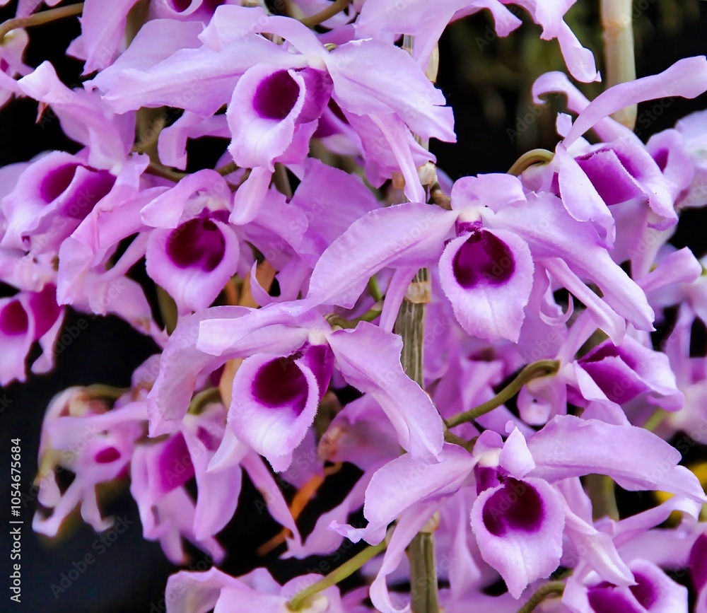 Wonderfully Fragrant Orchid Species Dendrobium anosmum in Full Bloom ...