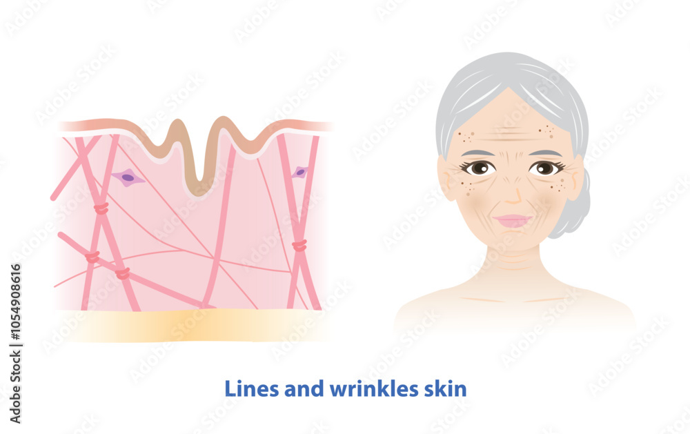 The old woman with lines and wrinkles skin vector on white background ...
