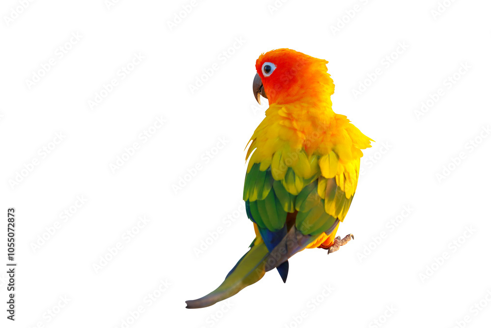Cute of Sun conure parrot isolated on transparent background png file ...