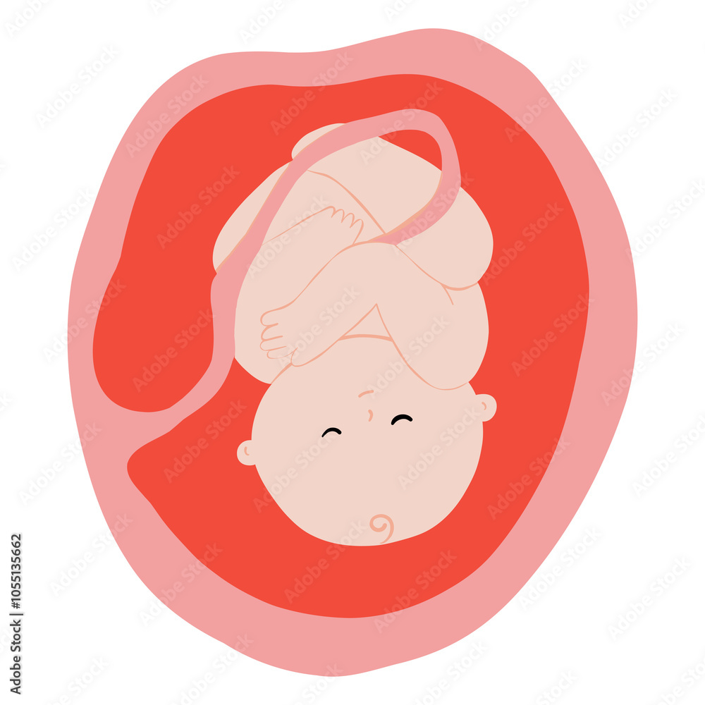 Fetal development process, Stages of pregnancy. human embryo growth ...