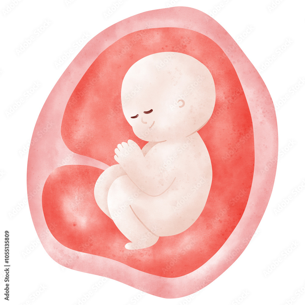 Fetal development process, Stages of pregnancy. human embryo growth ...