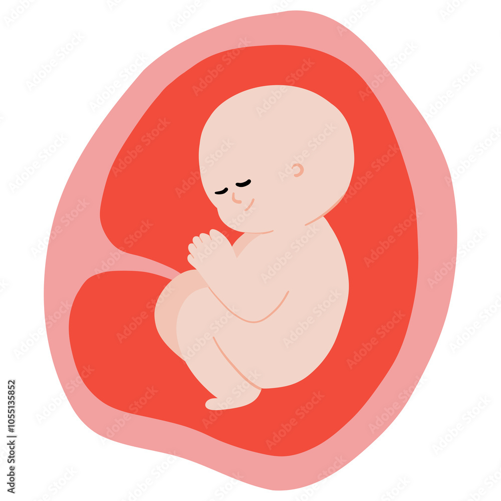 Fetal development process, Stages of pregnancy. human embryo growth ...