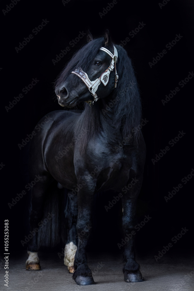 Black shot portrait of an impressive noriker coldblood horse stallion ...