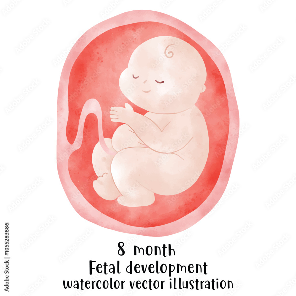 Fetal development process, Stages of pregnancy. human embryo growth cycle, nine months stages ...