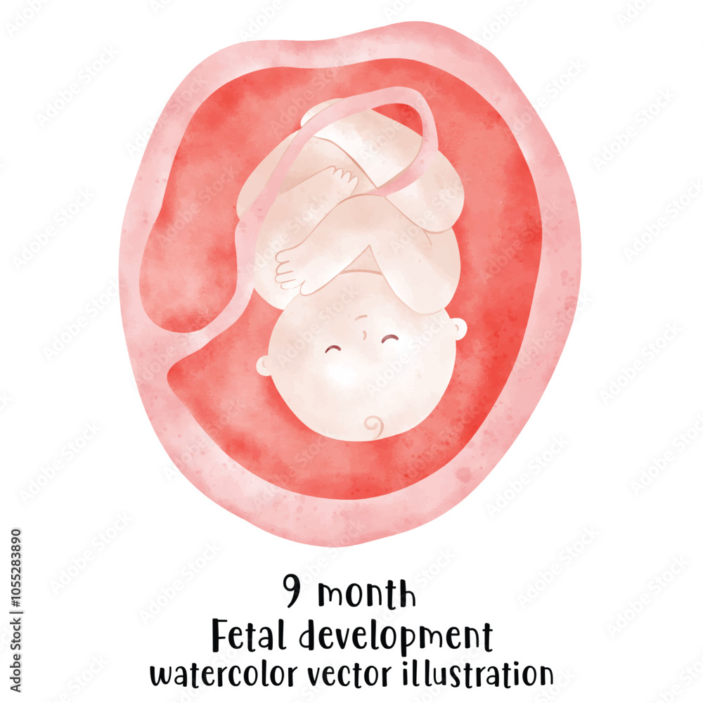 Stock-Vektorgrafik „Fetal development process, Stages of pregnancy ...
